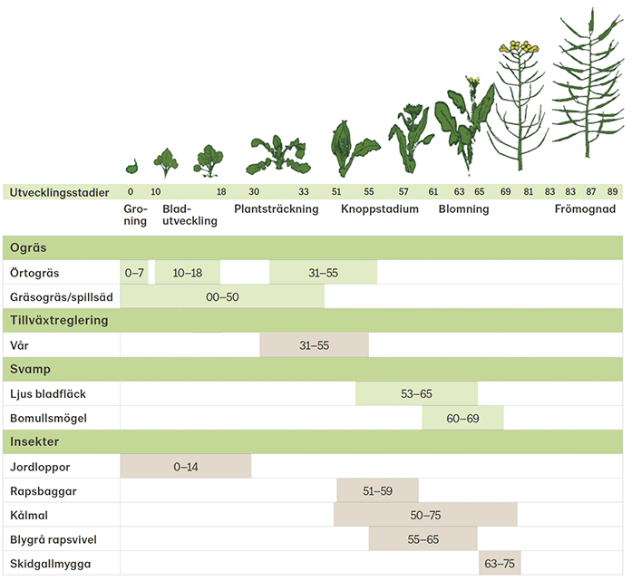 Vårraps | LM Odla - Odlingsstrategier för lantbrukare
